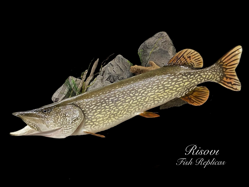 Risovi Taxidermy Studio Gallery | ND Taxidermy | North Dakota Taxidermist