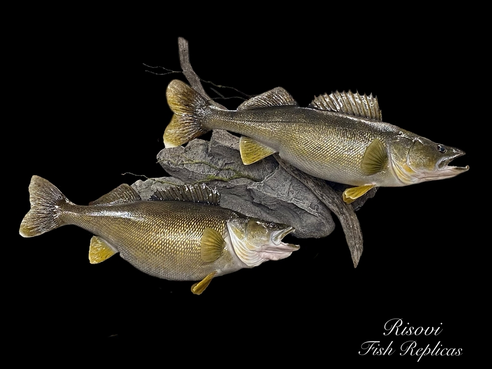 Risovi Taxidermy Studio Gallery | ND Taxidermy | North Dakota Taxidermist