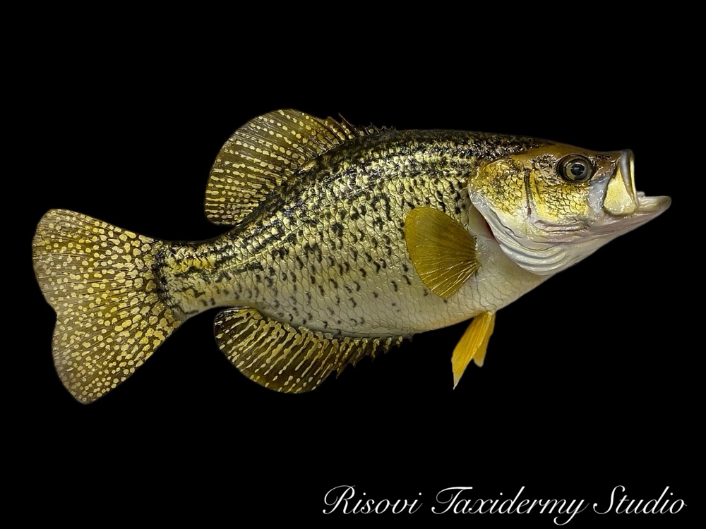 Risovi Taxidermy Studio Gallery | ND Taxidermy | North Dakota Taxidermist