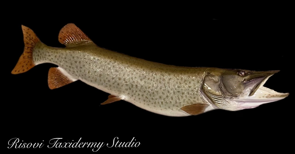 Risovi Taxidermy Studio Gallery | ND Taxidermy | North Dakota Taxidermist