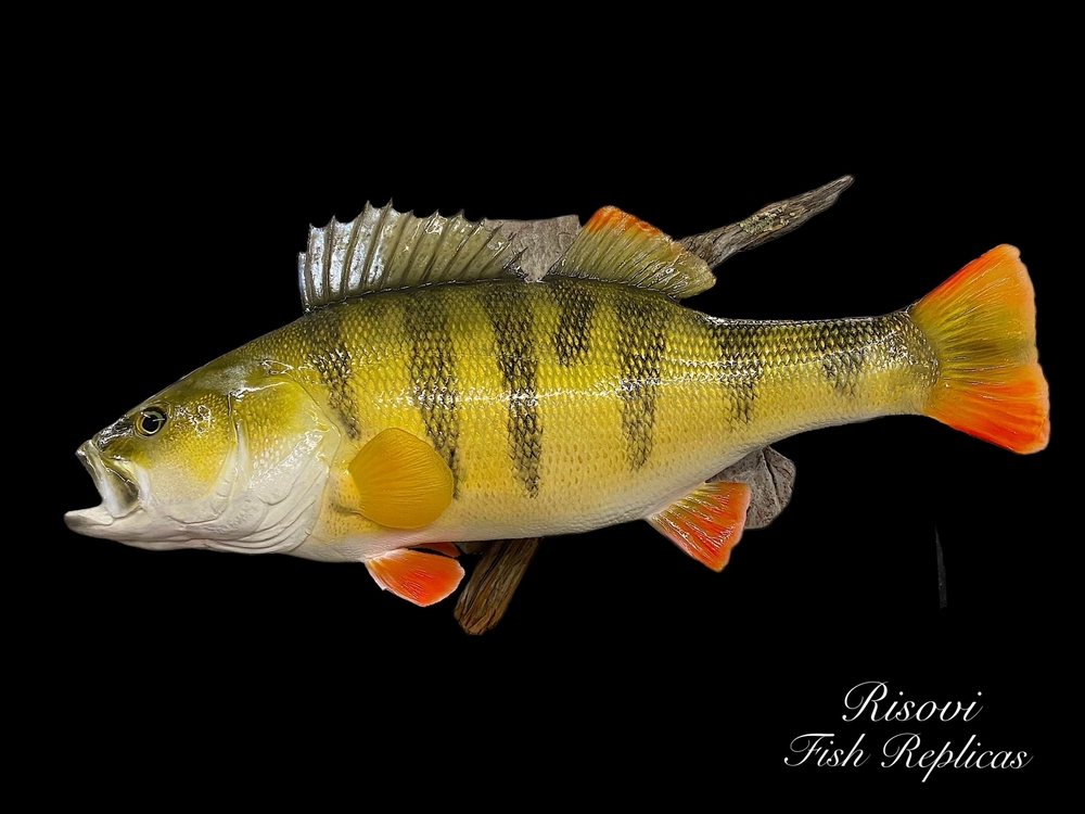 Risovi Taxidermy Studio Gallery | ND Taxidermy | North Dakota Taxidermist