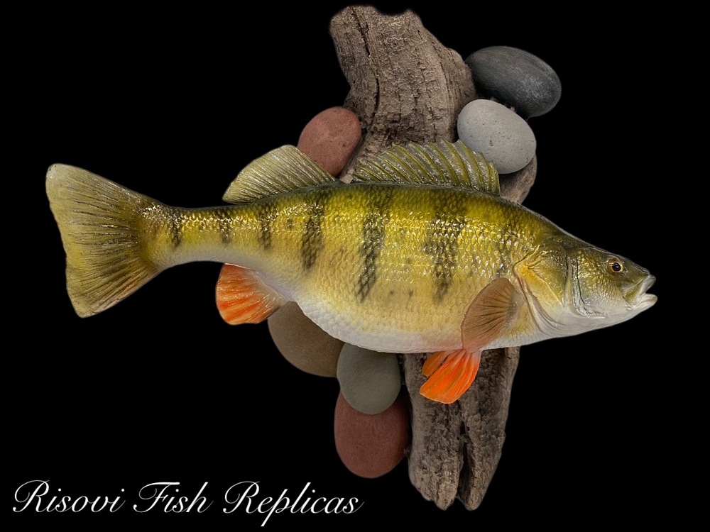 Risovi Taxidermy Studio Gallery | ND Taxidermy | North Dakota Taxidermist