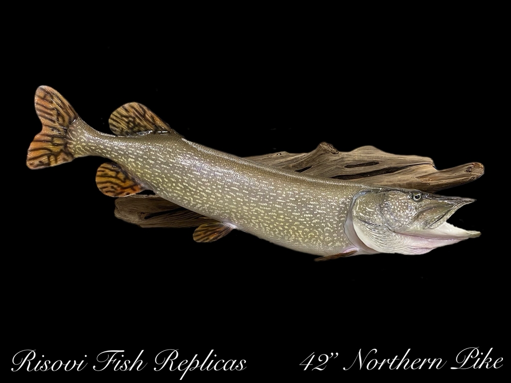 Risovi Taxidermy Studio Gallery | ND Taxidermy | North Dakota Taxidermist