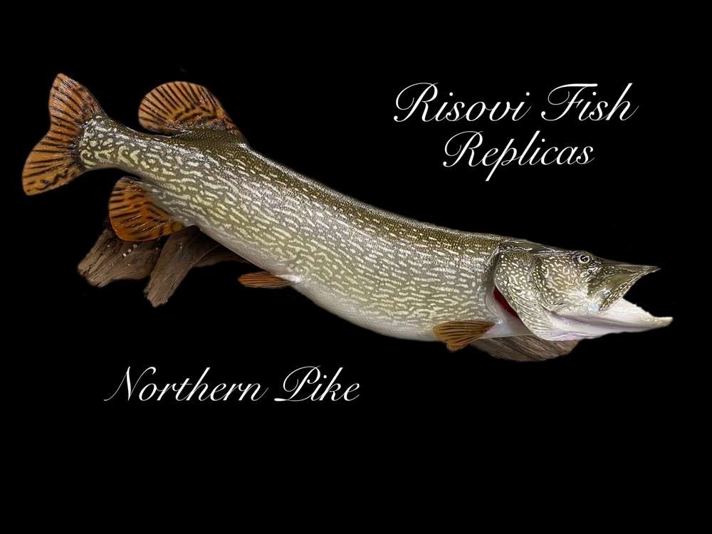 Risovi Taxidermy Studio Gallery | ND Taxidermy | North Dakota Taxidermist