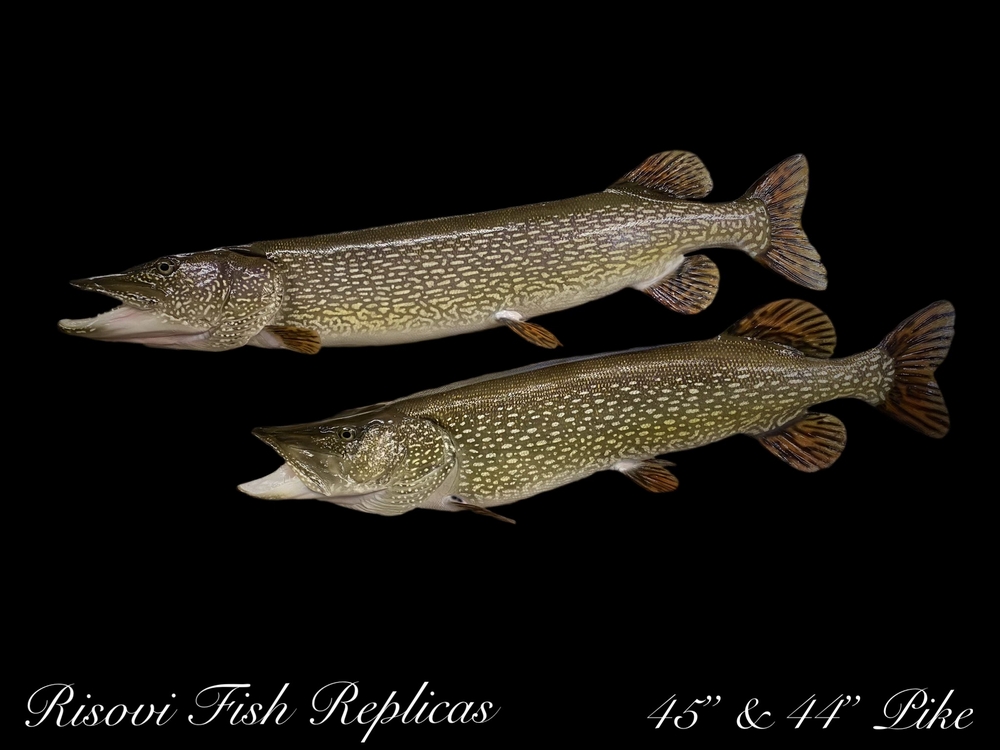 Risovi Taxidermy Studio Gallery | ND Taxidermy | North Dakota Taxidermist