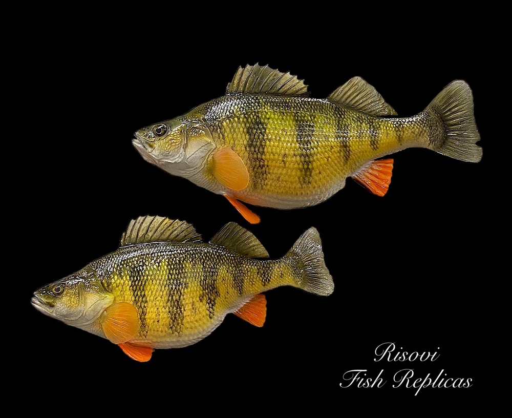 Risovi Taxidermy Studio Gallery | ND Taxidermy | North Dakota Taxidermist