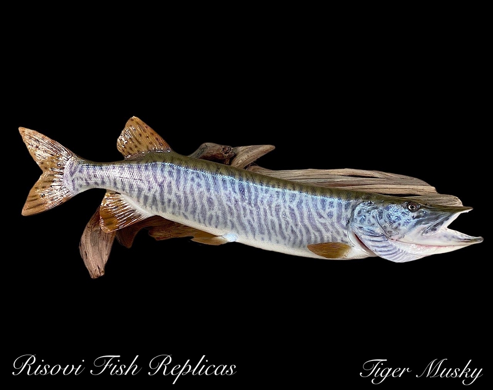 Risovi Taxidermy Studio Gallery | ND Taxidermy | North Dakota Taxidermist