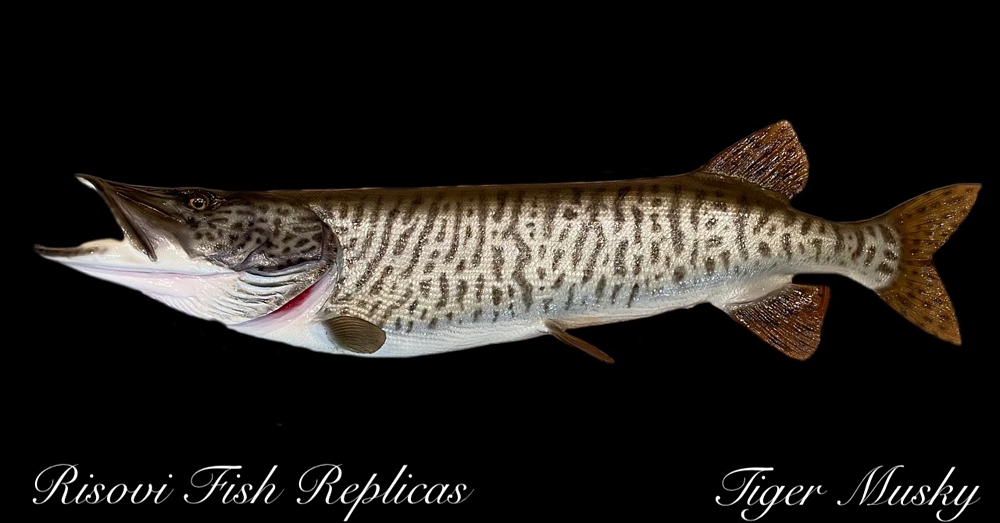 Risovi Taxidermy Studio Gallery | ND Taxidermy | North Dakota Taxidermist