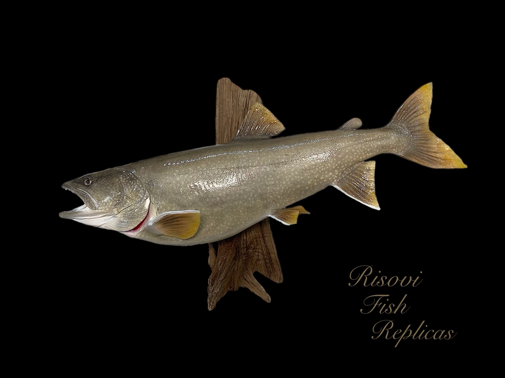 Risovi Taxidermy Studio Gallery | ND Taxidermy | North Dakota Taxidermist
