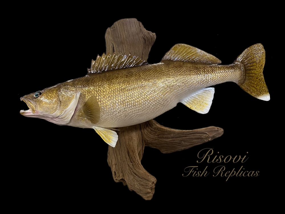 Risovi Taxidermy Studio Gallery | ND Taxidermy | North Dakota Taxidermist