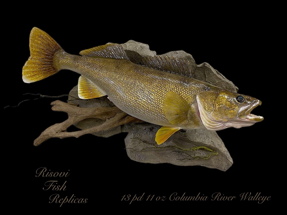 Risovi Taxidermy Studio Gallery | ND Taxidermy | North Dakota Taxidermist