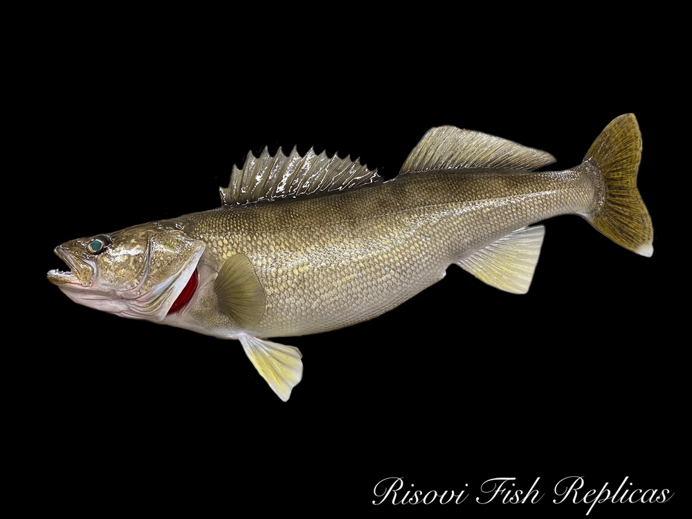 Risovi Taxidermy Studio Gallery | ND Taxidermy | North Dakota Taxidermist