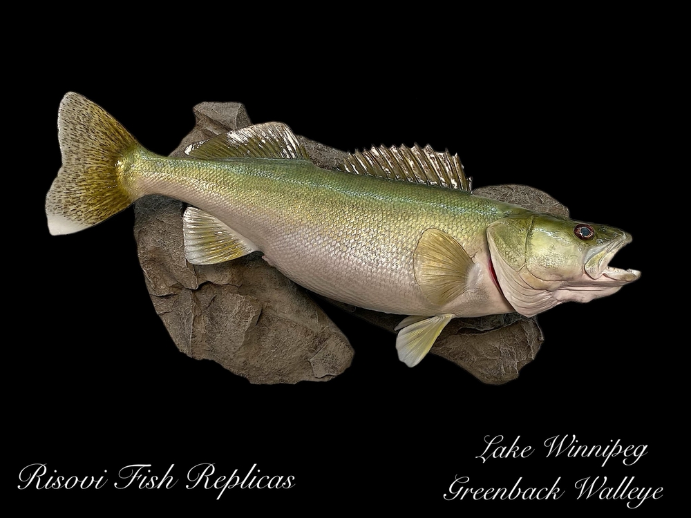 Risovi Taxidermy Studio Gallery | ND Taxidermy | North Dakota Taxidermist