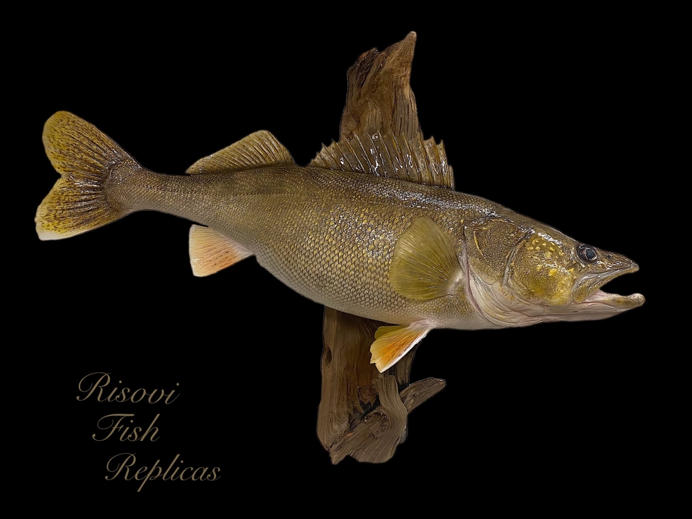 Risovi Taxidermy Studio Gallery | ND Taxidermy | North Dakota Taxidermist