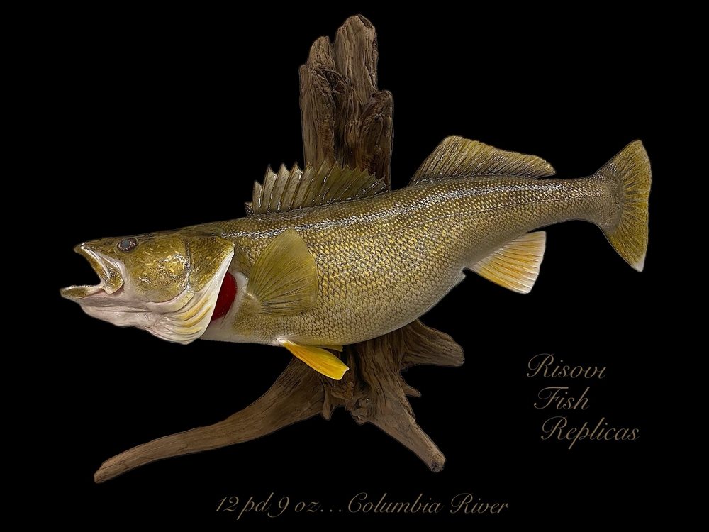 Risovi Taxidermy Studio Gallery | ND Taxidermy | North Dakota Taxidermist