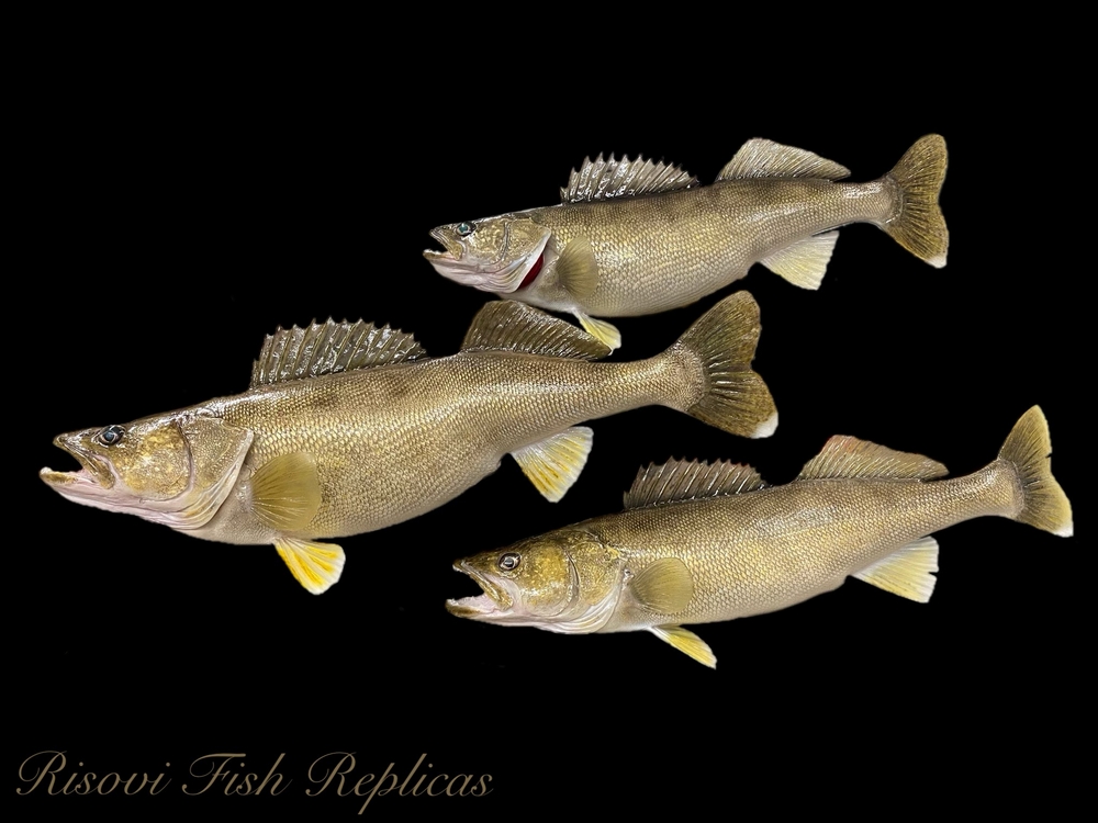 Risovi Taxidermy Studio Gallery | ND Taxidermy | North Dakota Taxidermist