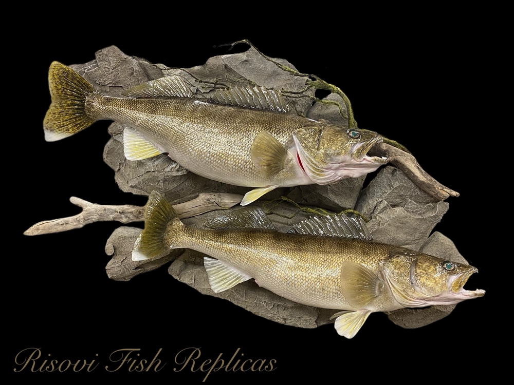 Risovi Taxidermy Studio Gallery | ND Taxidermy | North Dakota Taxidermist